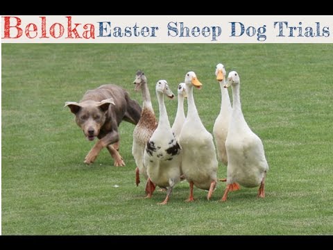 Beloka Easter Sheep Dog Trials 2017 - YouTube