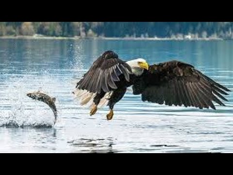 The Best Of Eagle Attacks | Most Amazing Moments Of wild Animal Fights! Best Attack Of Eagle ...