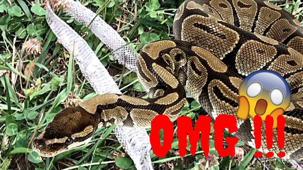 IS A SNAKE BEHIND IT? - YouTube