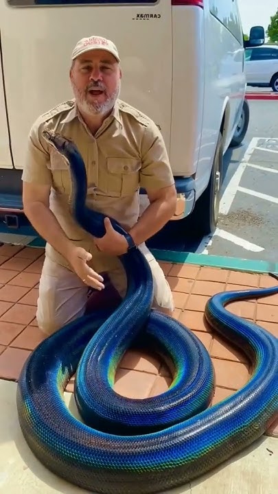 python snake - YouTube