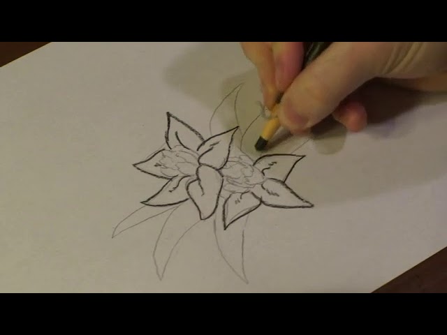 How To Draw The State Flower - Infoupdate.org