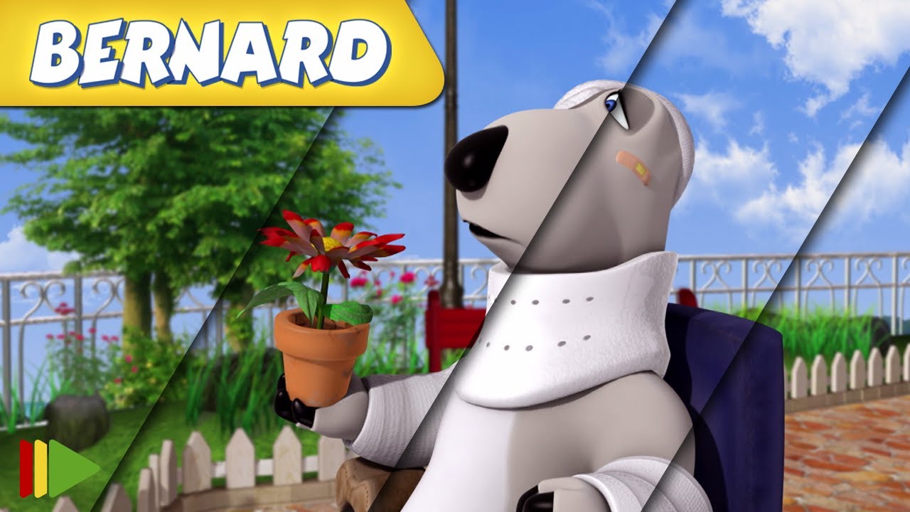 🐻‍ ️ BERNARD | Collection 27 | Full Episodes | VIDEOS and CARTOONS FOR ...