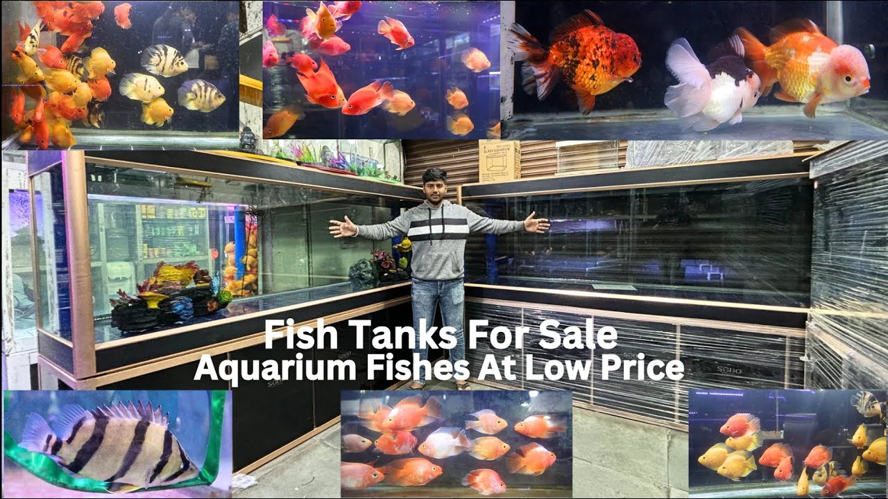 Fish Tanks For Sale | Aquarium Fishes For Sale At Best Price Badal Pet ...