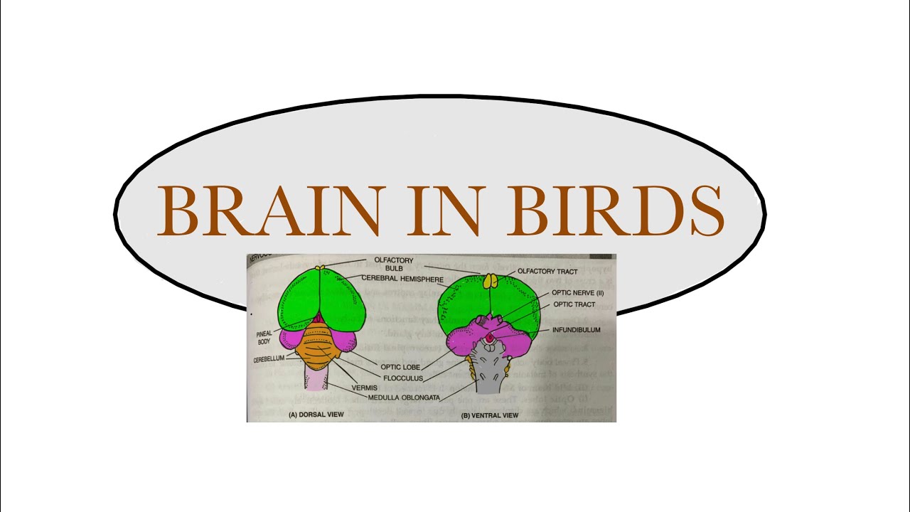 SEM II / 51. COMPARATIVE ANATOMY OF NERVOUS SYSTEM/ BRAIN IN BIRDS ...