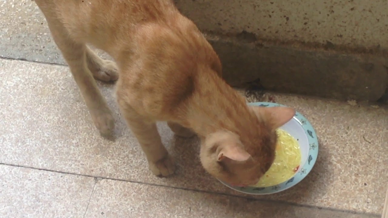 Ginger Cat Lester eating "Maggi" Chicken Noodle Soup 🍜 #shorts - YouTube