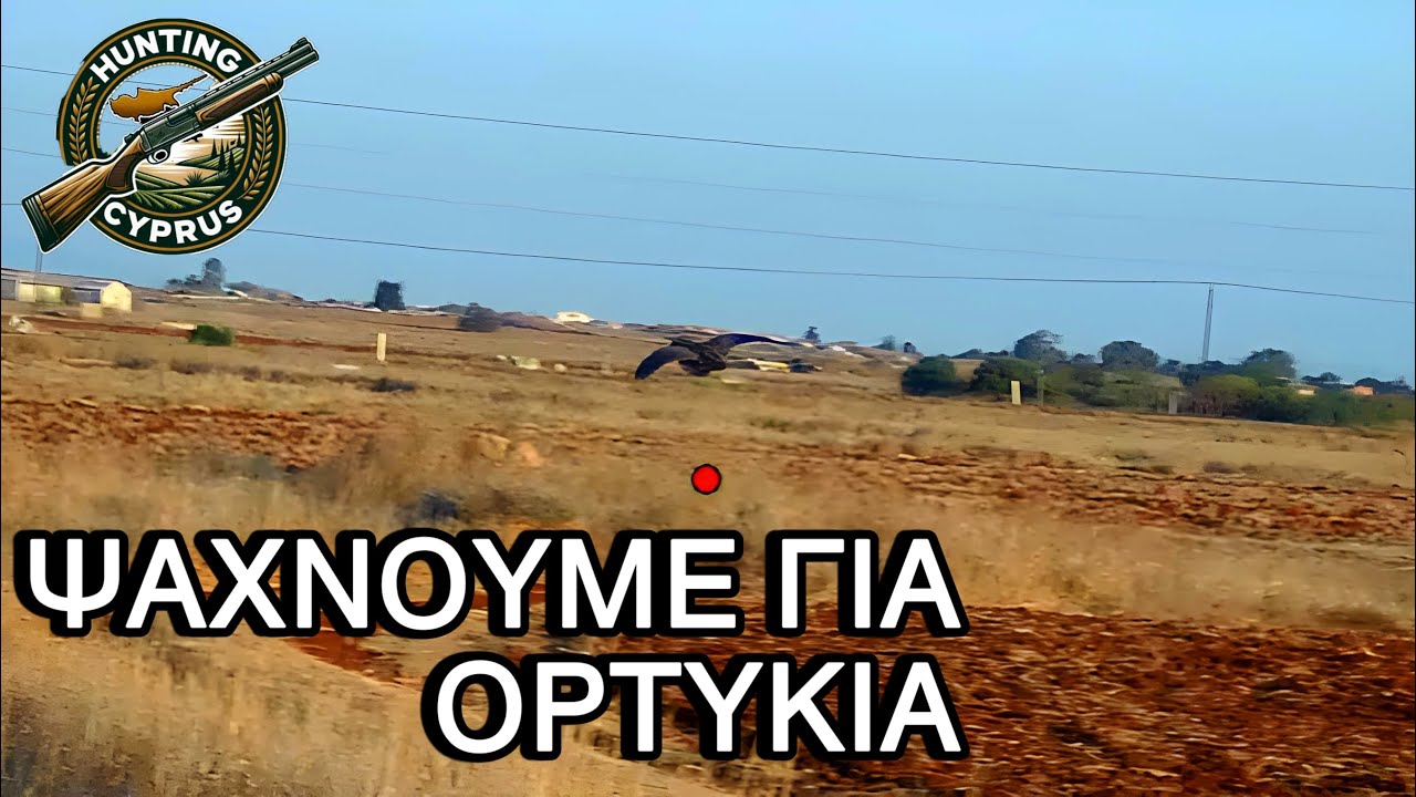 Ορτύκι: Το Κυνήγι του Ορτυκιού στην Κύπρο | Quail hunting in Cyprus ...