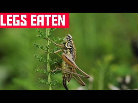 Can Crickets Regrow Legs How Long