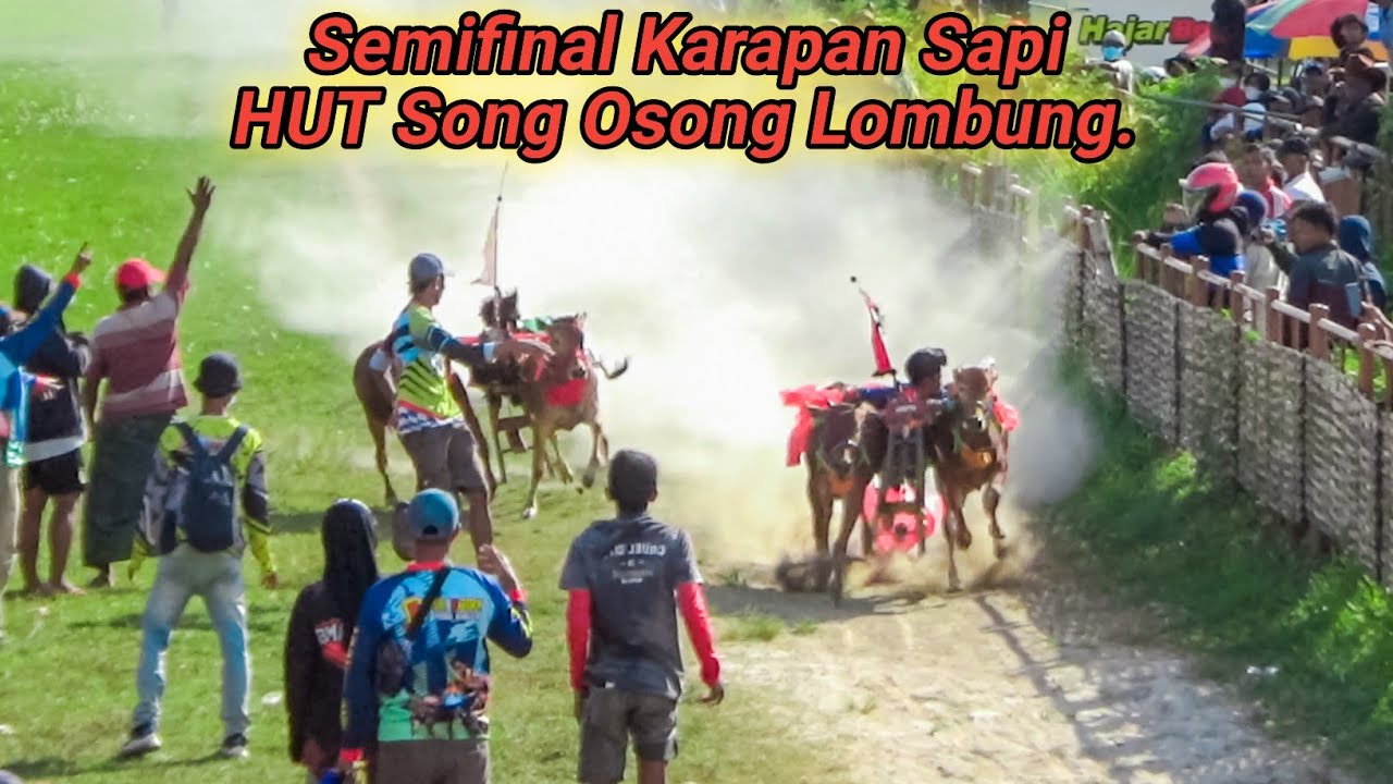 Semifinal Karapan Sapi HUT Song Osong Lombung Kelas Ukuran. - YouTube