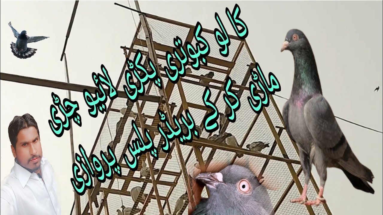 Kalo kabootari pakre bare dar pals parwazi //live chiri mare ...