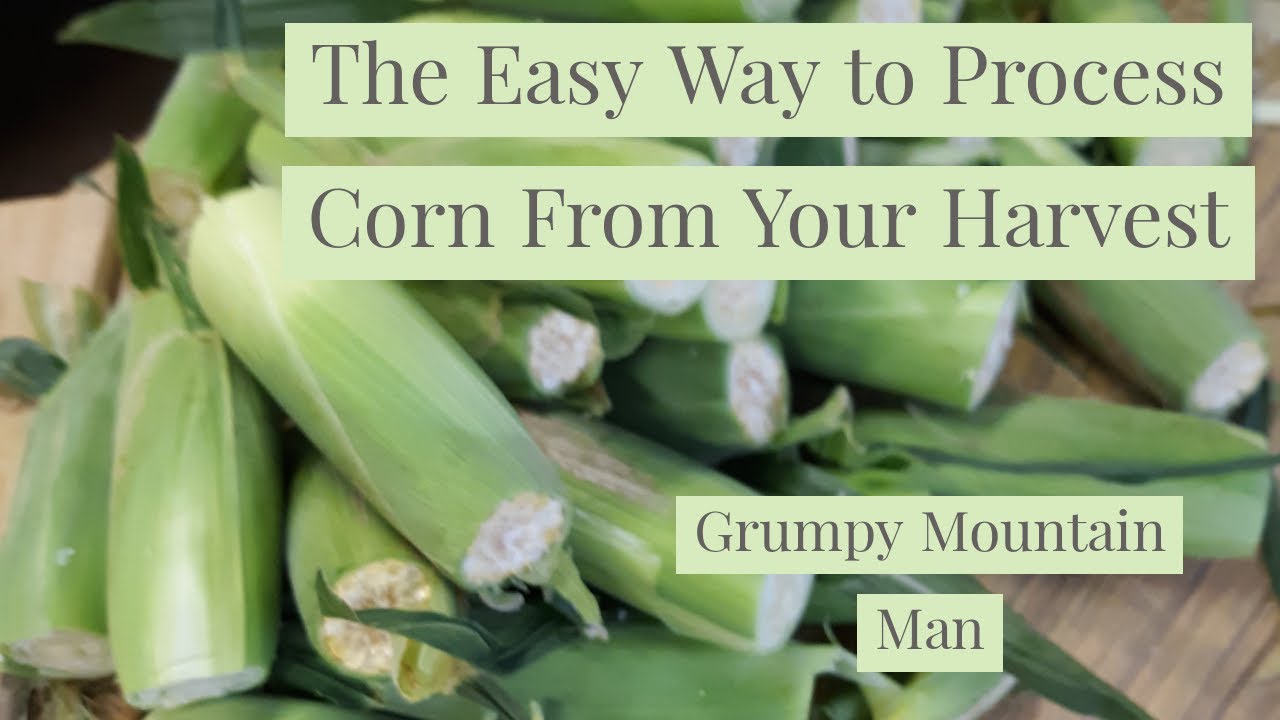 The Easy Way to Process Corn From Your Garden Off Grid Homestead ...