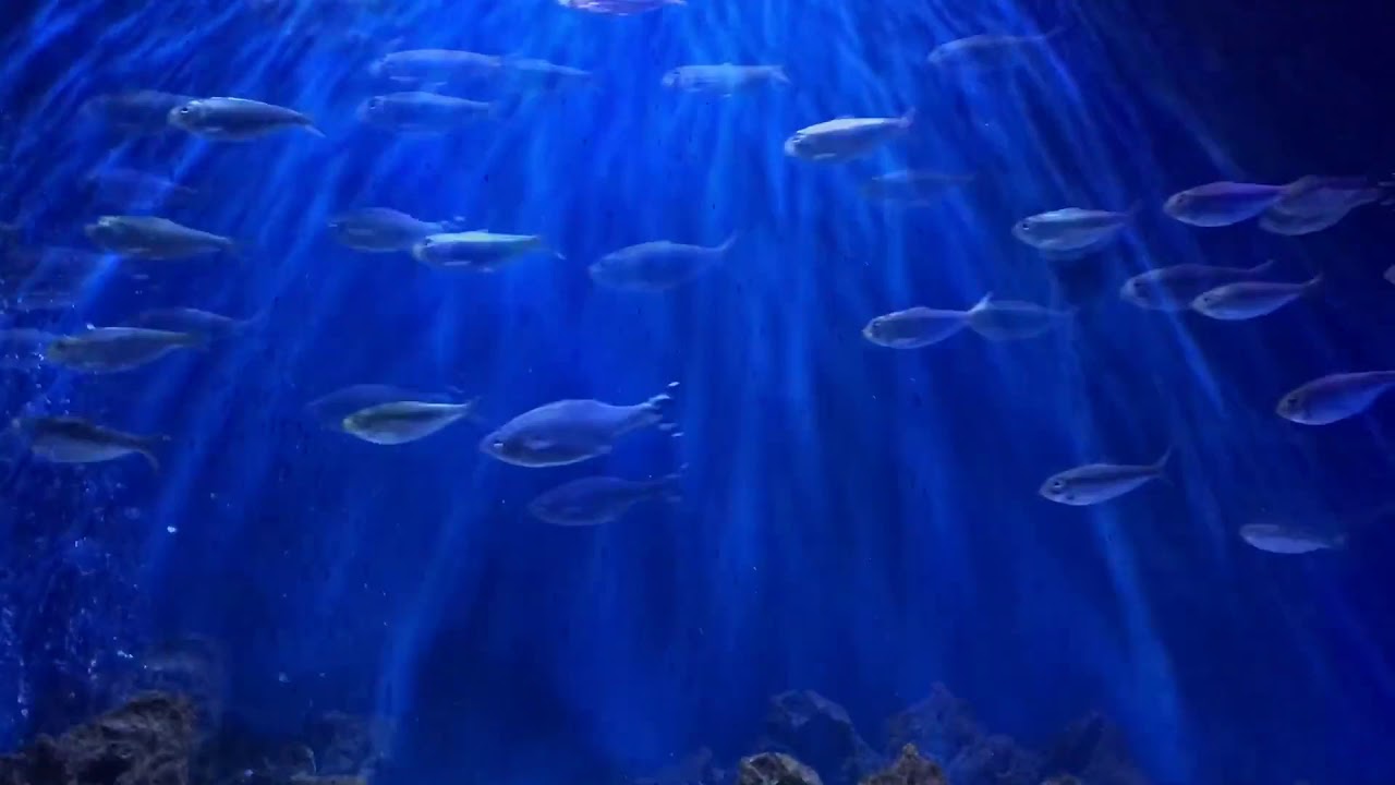 #Perfect Loop Fish - YouTube