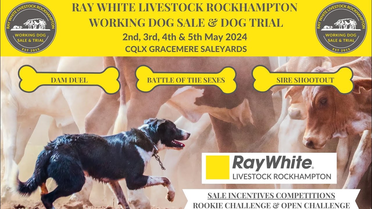 LOT 32 - MDP Tuff - 2024 Raywhite livestock Rockhampton working dog ...