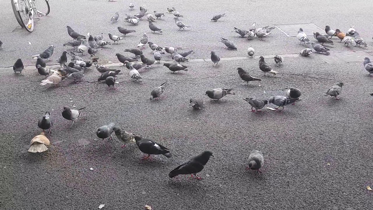 Pigeon Rave Party 🐦😃🐦🐦🐦 | HD - YouTube