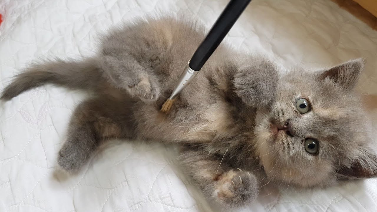 Kittens vs. Paint Brush | 48 Days Old Kittens @sheilacavalier - YouTube