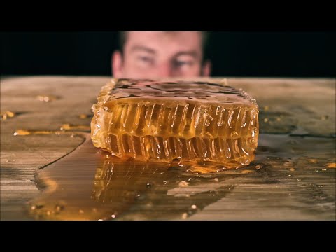 Honey Comb eating with Tascam | ASMR