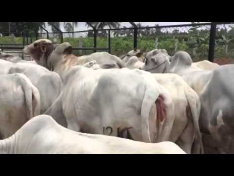Naati hasu Gosala Ongole Bulls and cows - YouTube