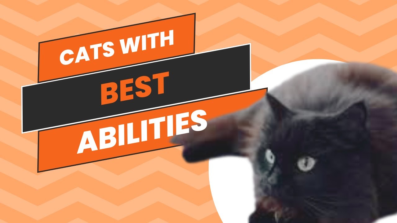 A cat with best ability - YouTube