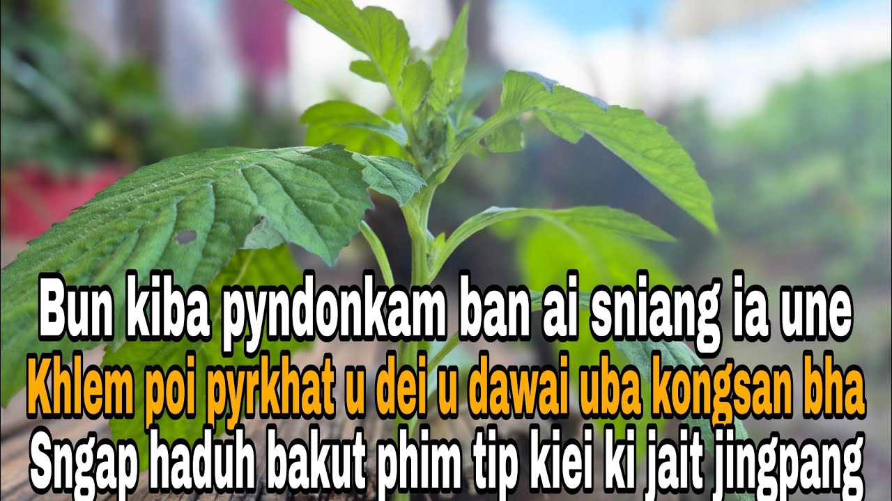 Kiba duna snam nangta kiengkhlieh suh bam bad dih da kane sngap bha sa ...