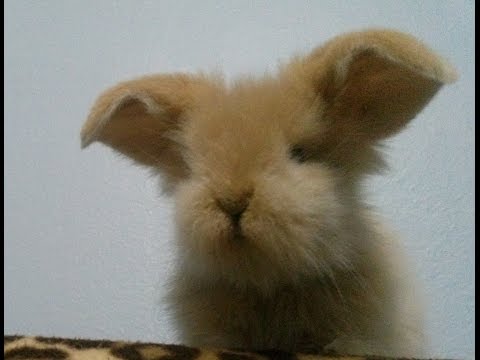 Yavru Tavşan Kutuda Durmuyor. [HD]