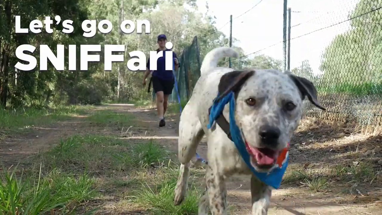 Let's Go On SNIFFari - YouTube