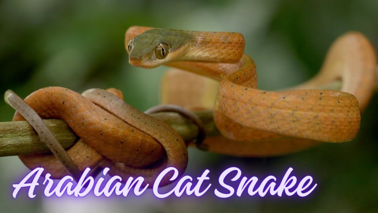 Arabian Cat Snake | An Enigmatic Creature | Snakes | Wildlife | @PetsGrove - YouTube