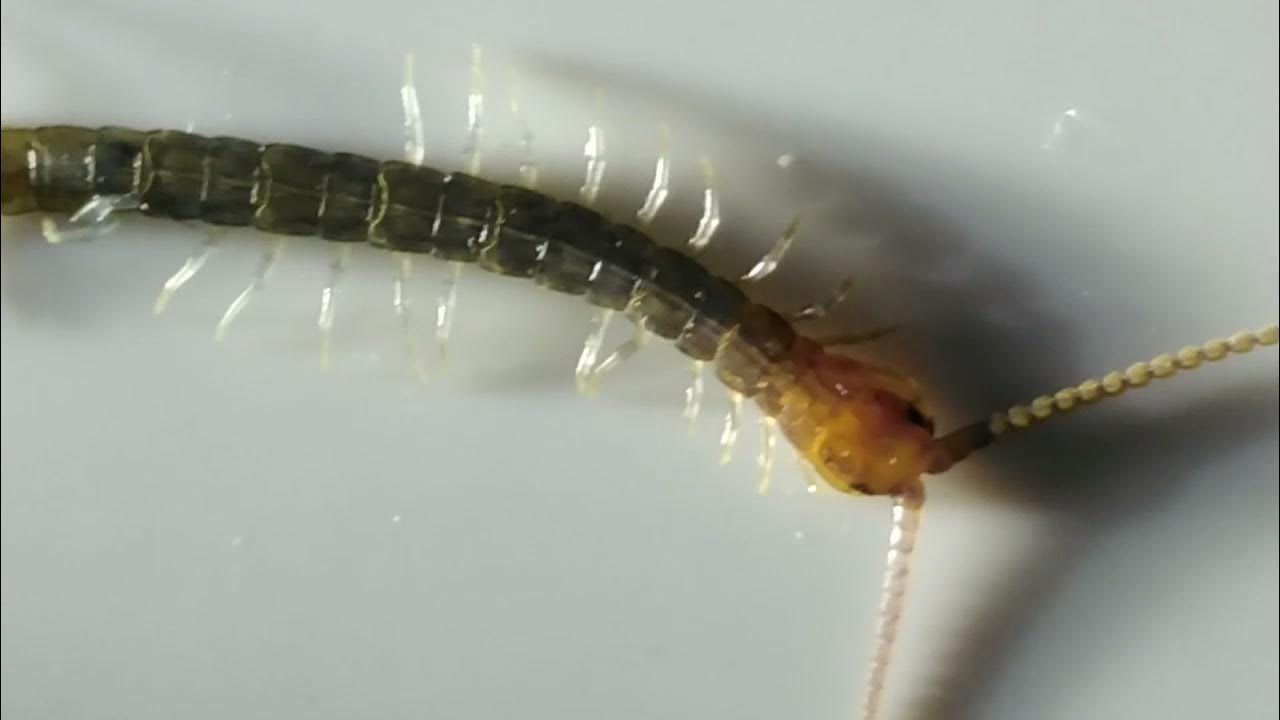 Centipede Anatomy Youtube