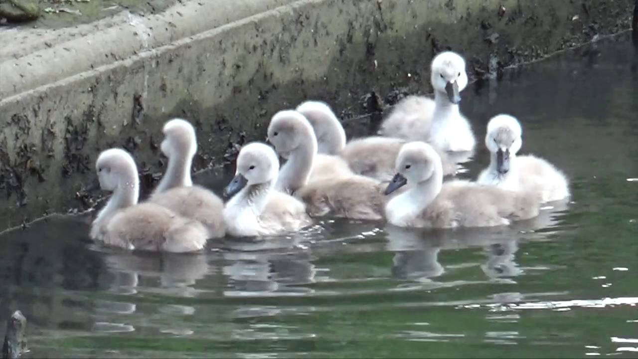 Two Down: Nine Swan Chicks Become Eight. - YouTube