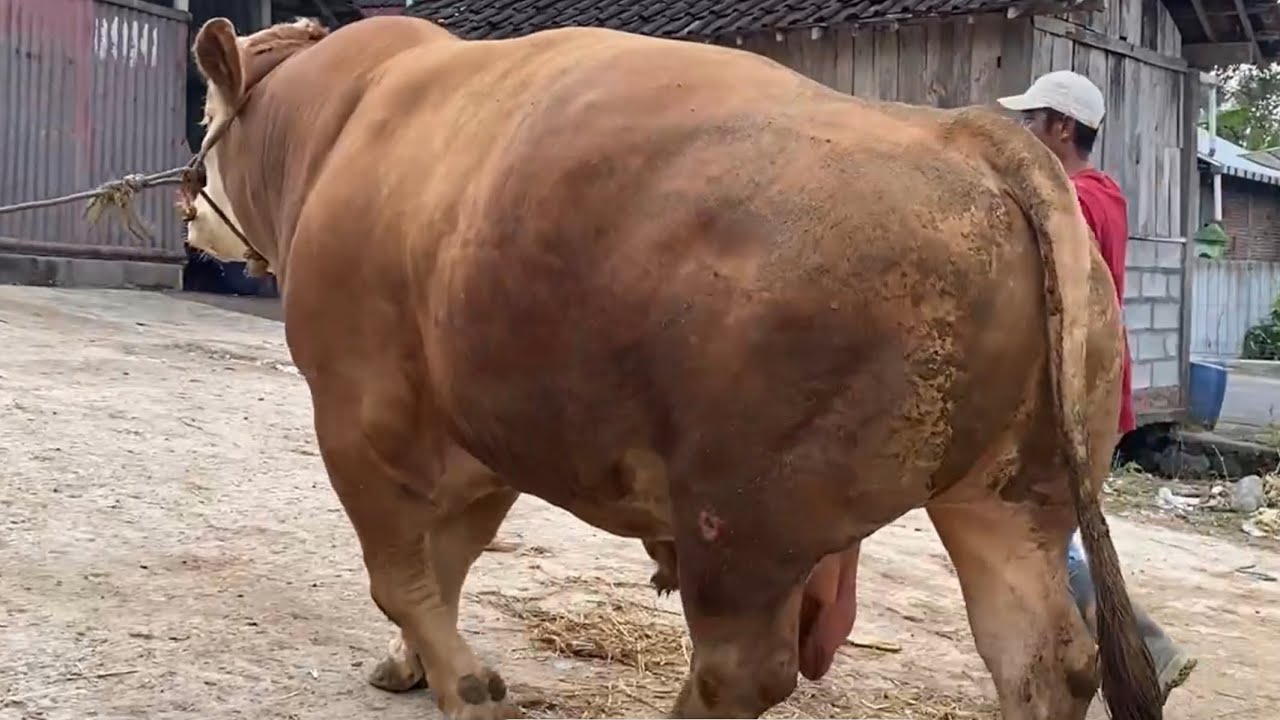 BUKAN KALENG” SIMBAH TUA JUAL SAPI JUMBO 50JT DULU BIBITAN 15JT - YouTube