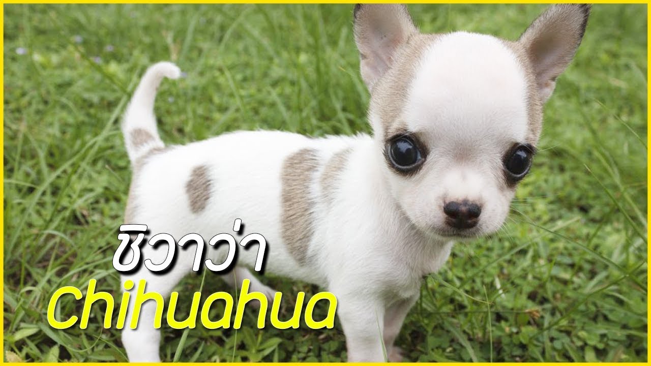 รู้จักสุนัขพันธุ์ ชิวาว่า (Chihuahua , Jí wá wa , 吉娃娃) สุนัขตัวเล็กจิ๋ว ...