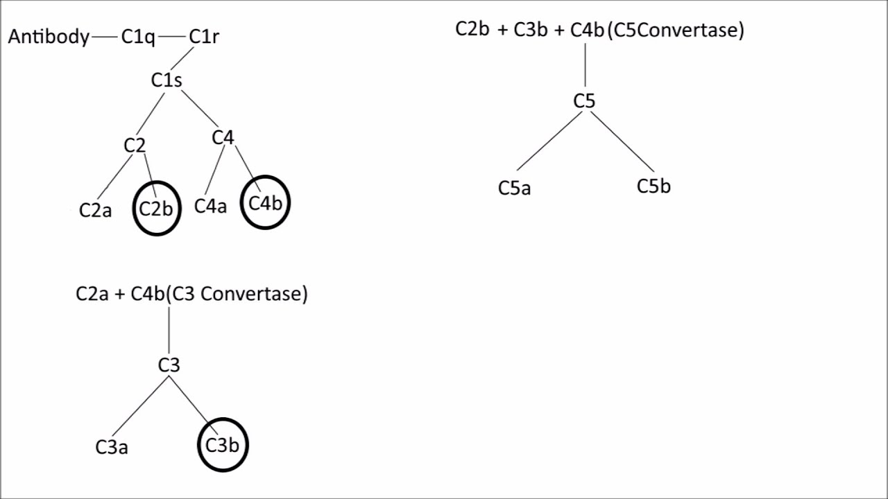 Complement: The Classical Pathway - YouTube