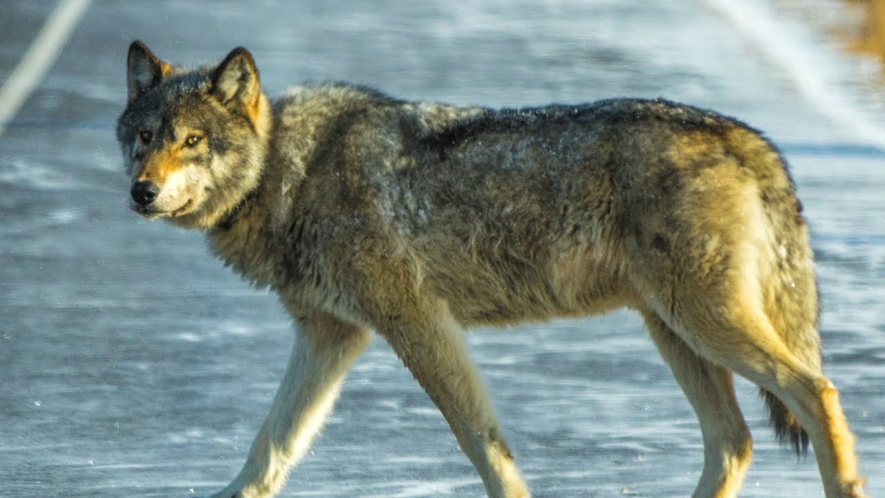 Wolf Pack Alpha Feeding on Elk in Spring - YouTube