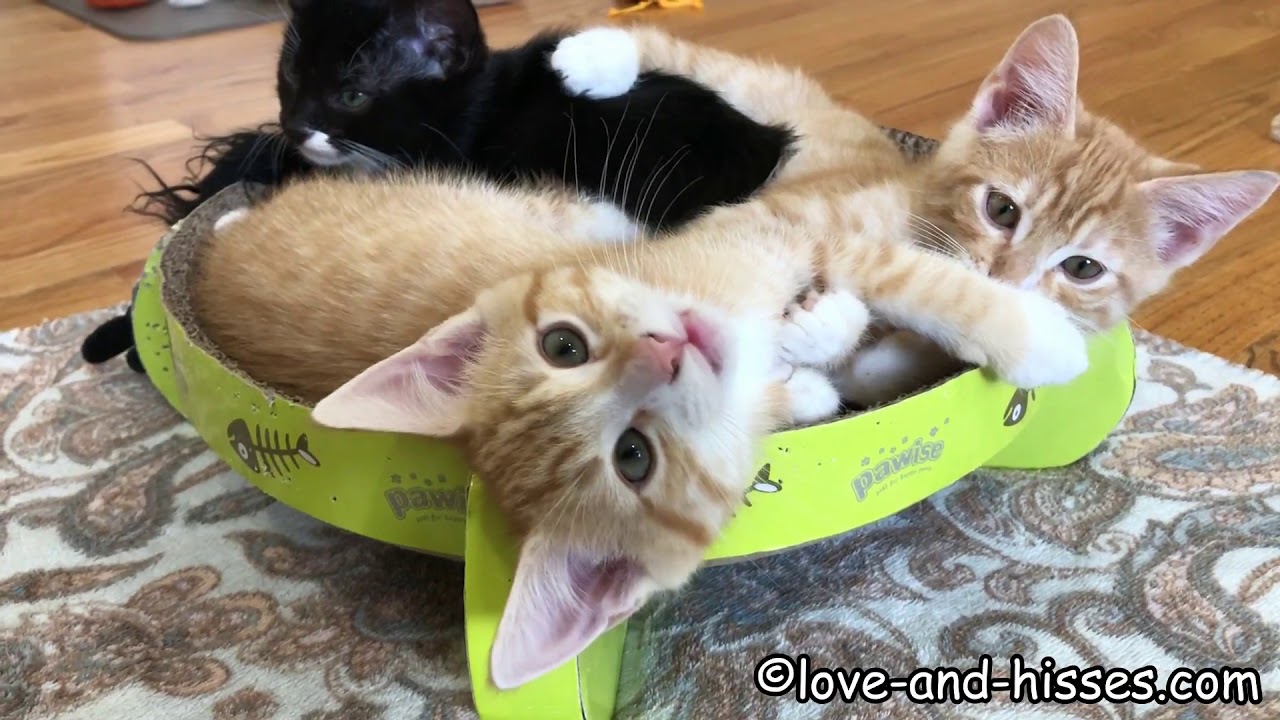 BOOPing kittens part 7,498 - YouTube