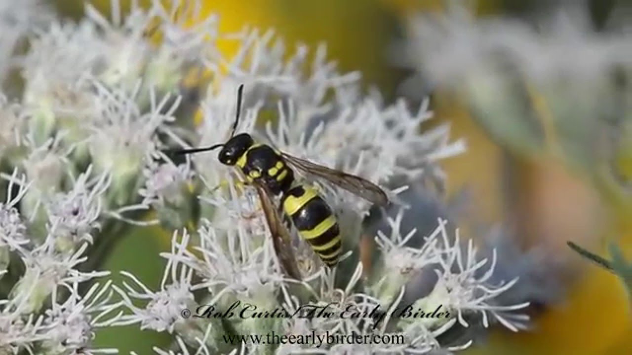 POLLEN WASP Ancistrocerus gazella - YouTube