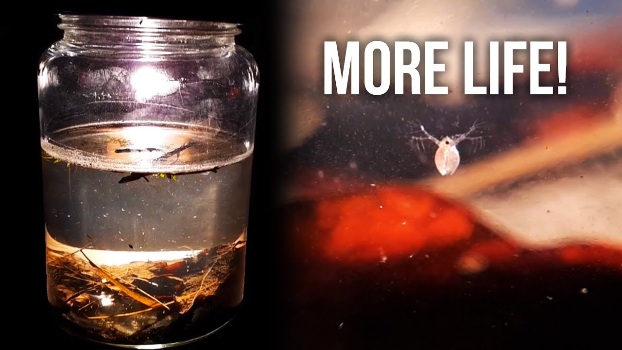 DIY Natural Ecosphere 1 Week Update 🌱 EVEN MORE LIFE! - YouTube