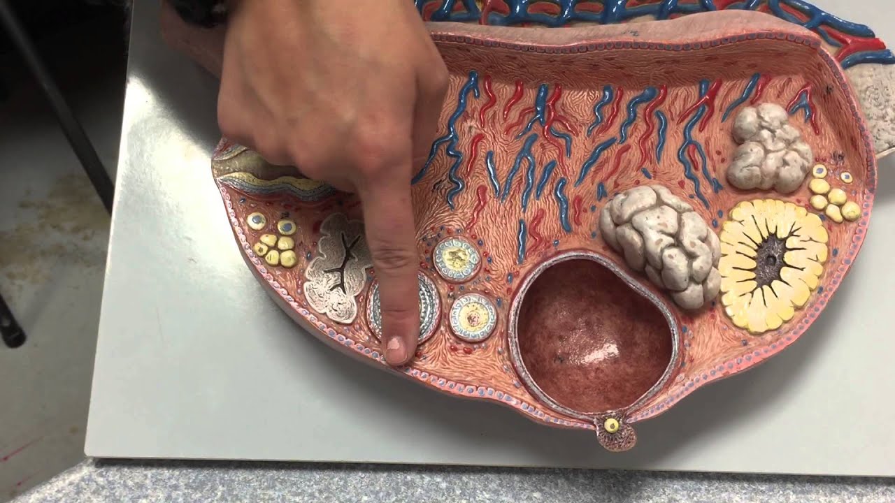 3.6 Ovary Model - YouTube