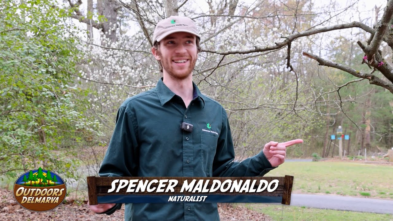 Native Tree Planting at Trap Pond State Park - YouTube