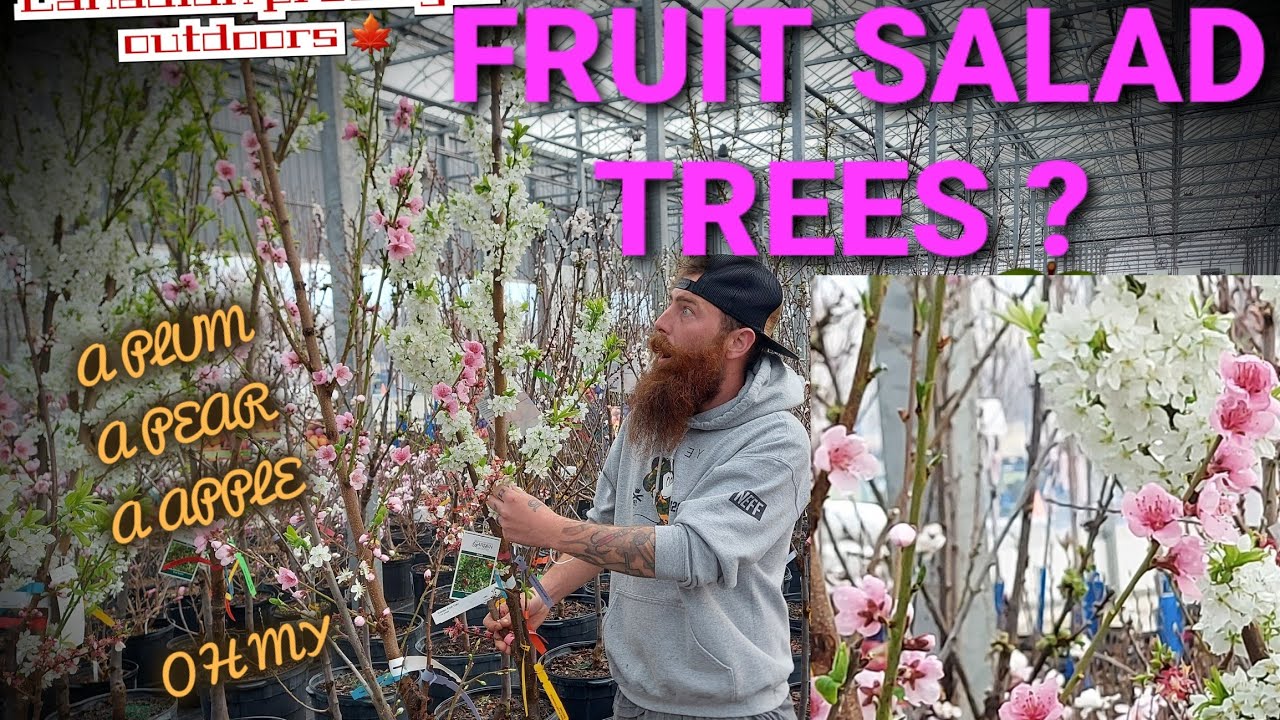 Fruit Salad Tree ? , Multiple Varieties Of Fruit On One Tree - YouTube