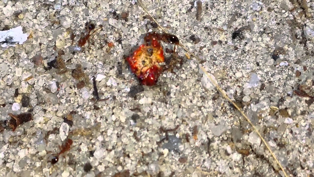 Ants foraging - YouTube
