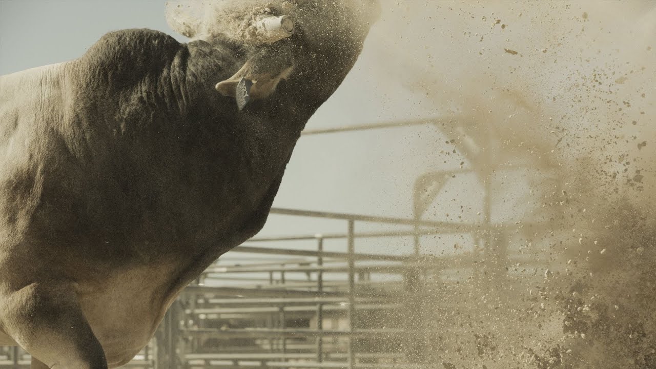 2023 PBR Brand of Honor: SweetPro's Bruiser - YouTube