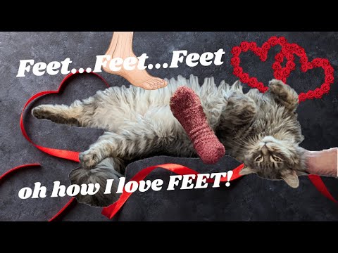 CAT loves FEET! LOL (VIDEO 1 OF 2) - YouTube