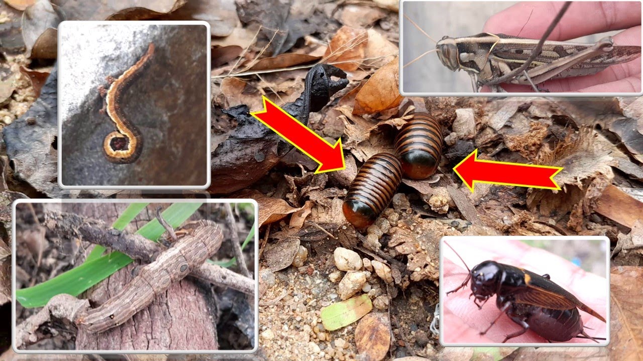 There are a lot of worm catch them #worm #locusts #cricket #scabies ...