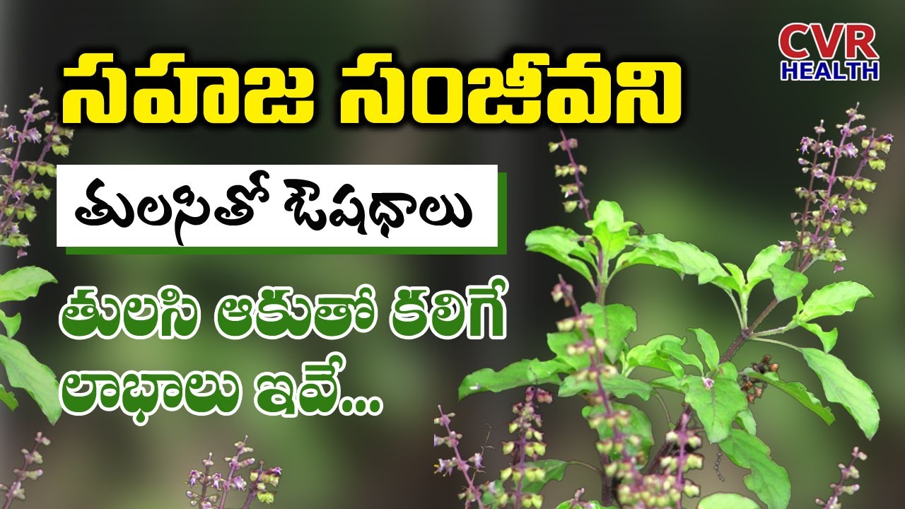 Natural Health Remedies Of Tulsi | TusiI Plant | Holy Basil | Health ...