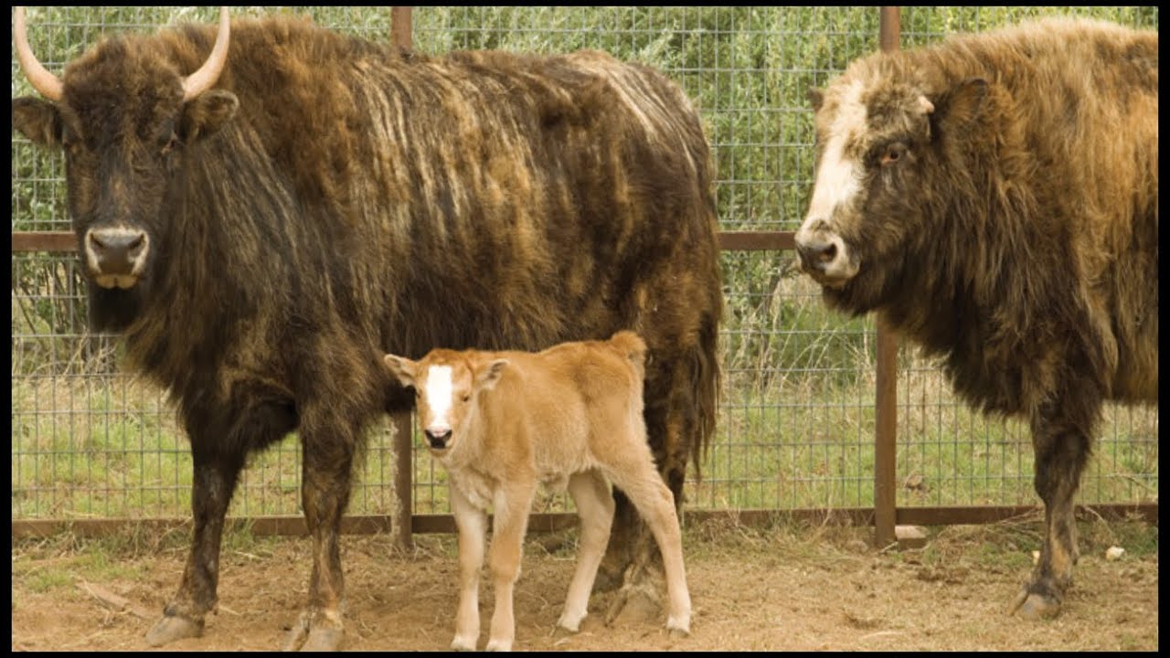 Buffalo and Cow mating and reproduce Calf...called Beefalo - YouTube