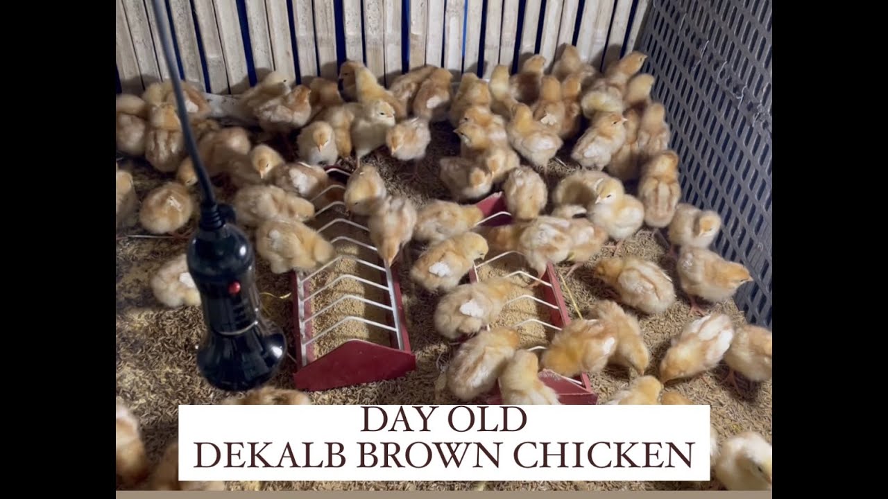 Dekalb Brown Chicken, Day Old. - YouTube