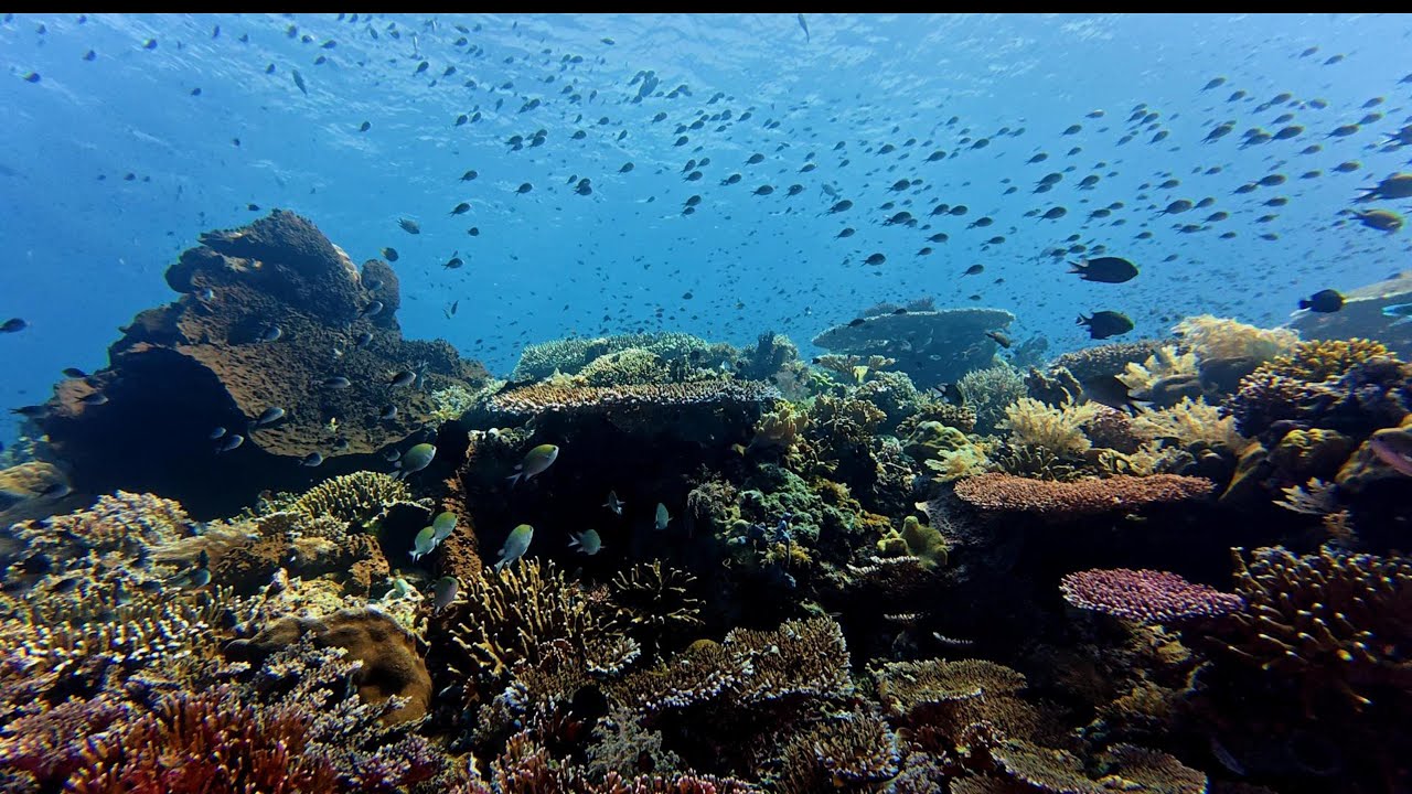 SIABA KECIL ,TATAWA BESAR...- KOMODO SCUBA DIVING- 2025 - YouTube