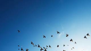 Indie Songs Nepali | Popnable