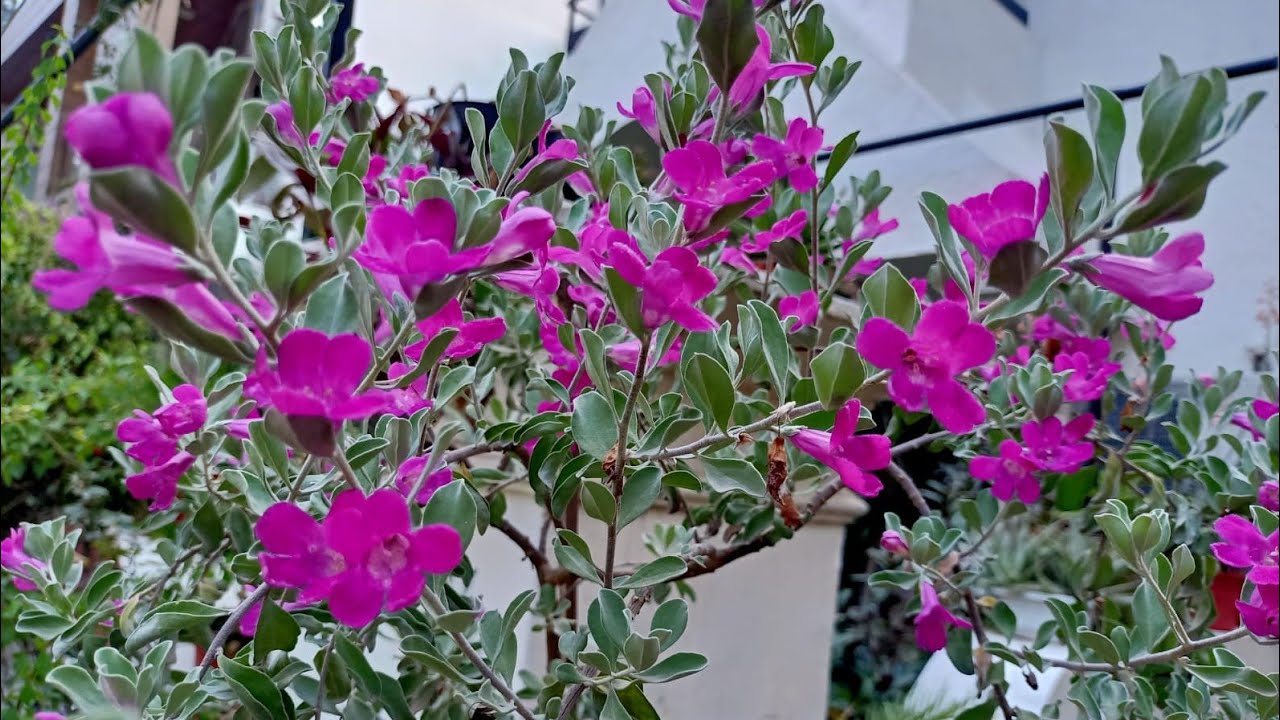 Texas Ranger toughest Perennial flowering plant// How to prune ...