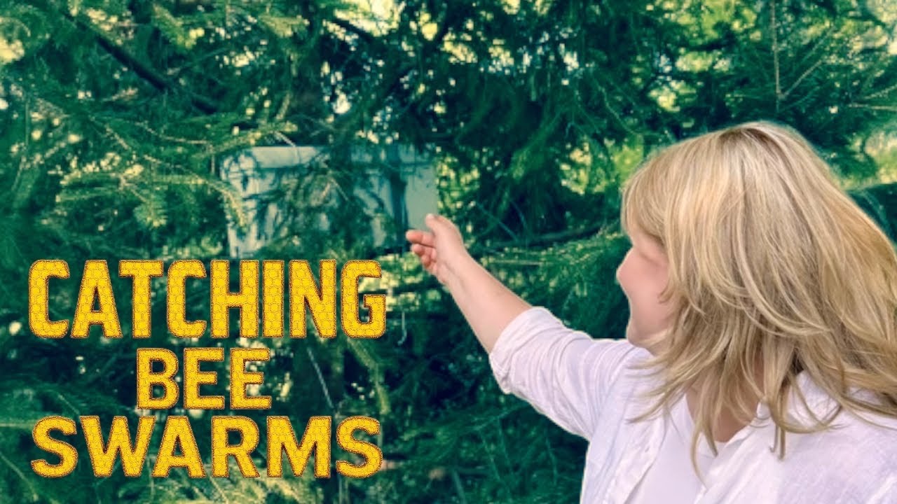Tips on Catching Bee Swarms ~ Swarm Commander and More - YouTube