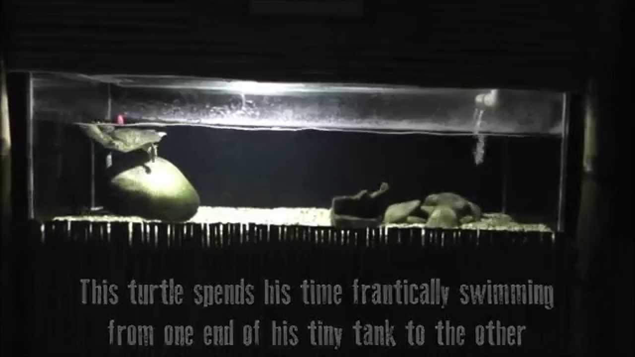 Sea Lies: Introductory Video - YouTube