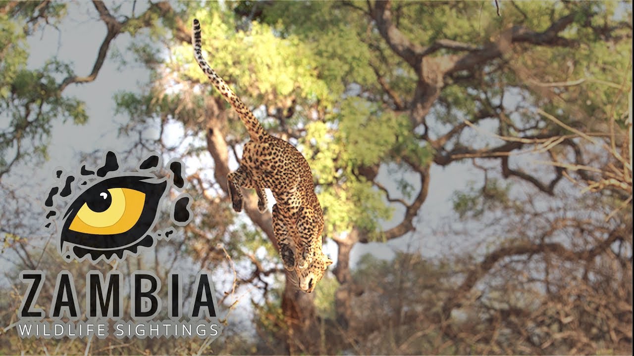 Dramatic leopard kill - South Luangwa, Zambia - YouTube